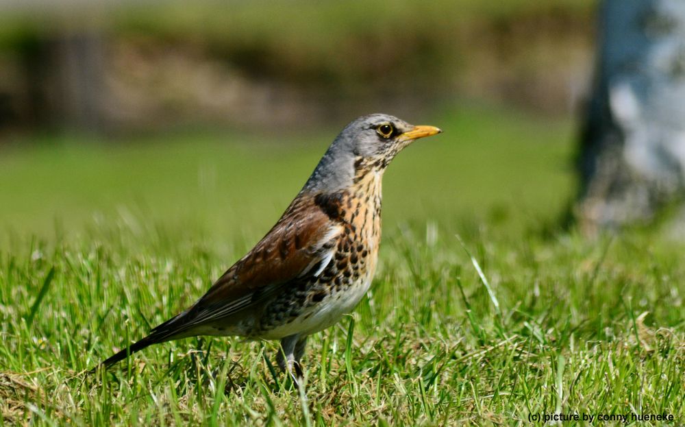 Drossel auf Nahrungssuche Foto & Bild | frühling, natur, tiere Bilder ...