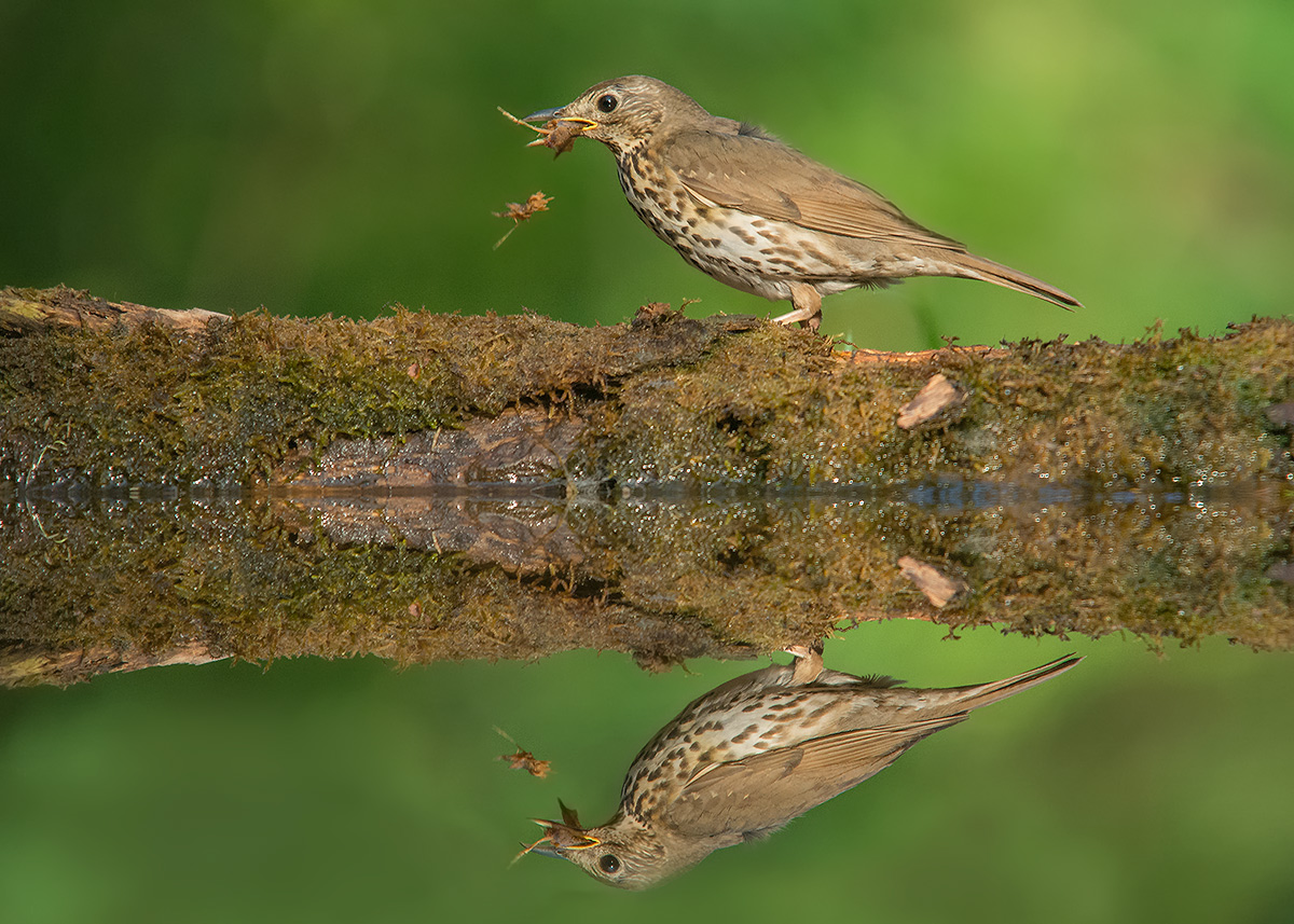 Drossel Foto & Bild | tiere, wildlife, wild lebende vögel Bilder auf ...