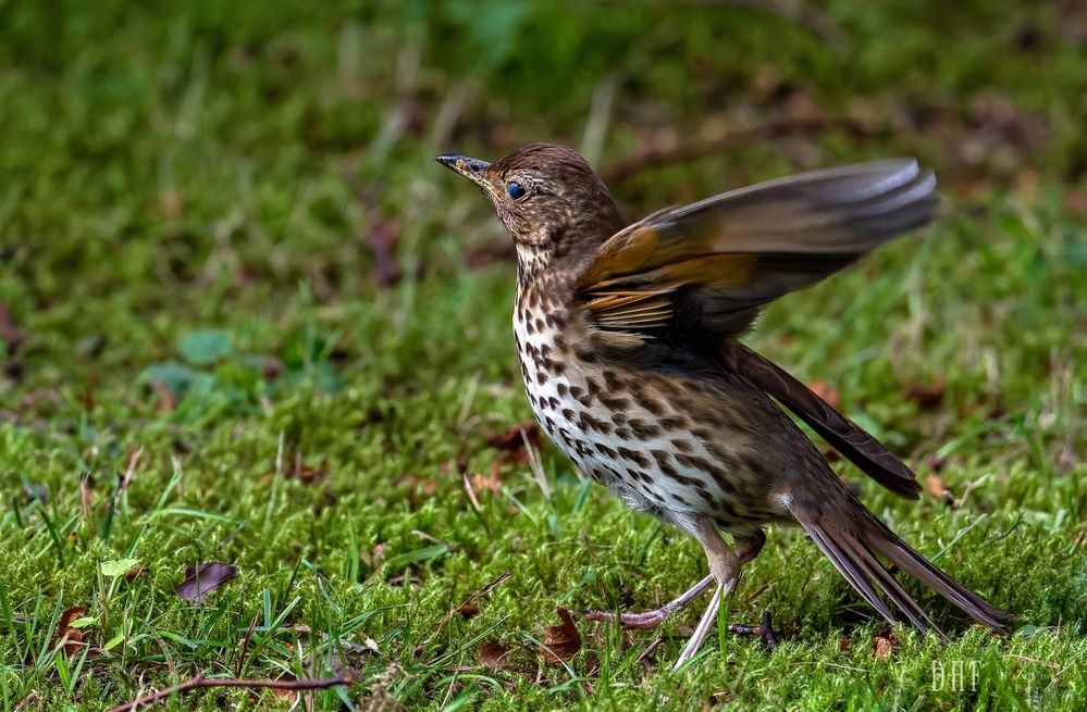 Drossel Foto & Bild | natur, tiere, vögel Bilder auf fotocommunity