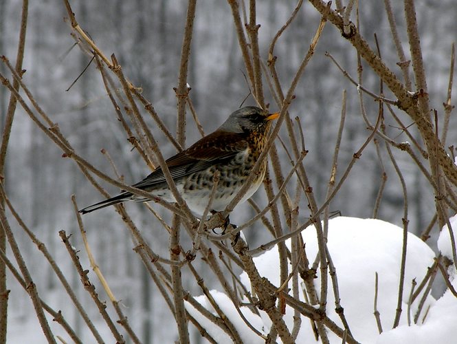 Drossel ?? Foto & Bild | tiere, wildlife, wild lebende vögel Bilder auf ...