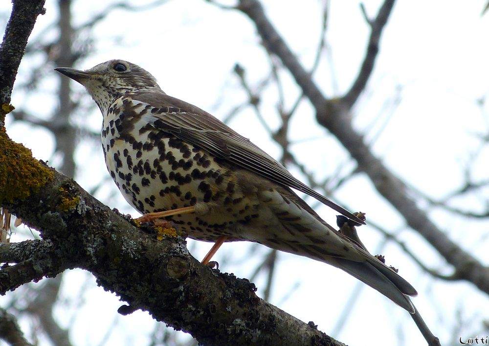 Drossel Foto & Bild | tiere, collagen und anderes, natur Bilder auf ...