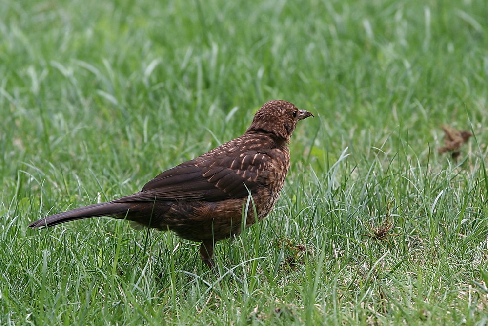 Drossel Foto & Bild | tiere, wildlife, wild lebende vögel Bilder auf ...