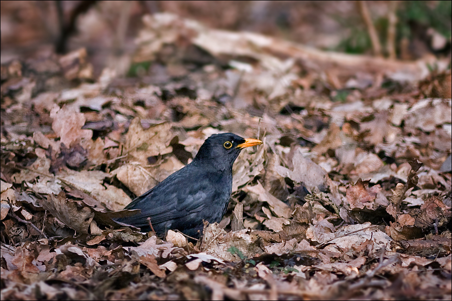 Drossel. Foto & Bild | tiere, wildlife, wild lebende vögel Bilder auf ...