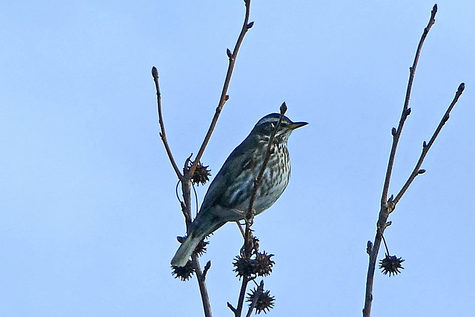 Drossel ganz oben Foto & Bild | natur, tiere, vögel Bilder auf ...