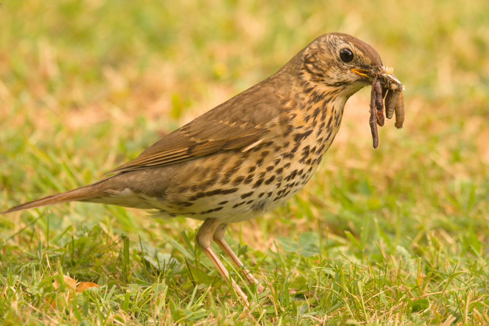 Drossel im Futtermodus. Foto & Bild | tiere, wildlife, wild lebende ...