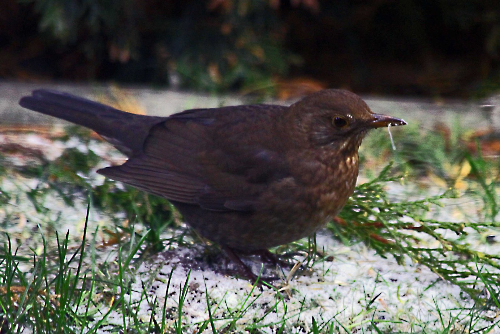 Drossel in unsern Garten Foto & Bild | natur, tiere Bilder auf ...