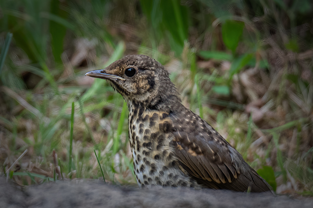 Drossel Jungvogel Foto & Bild | tiere, wildlife, wild lebende vögel ...