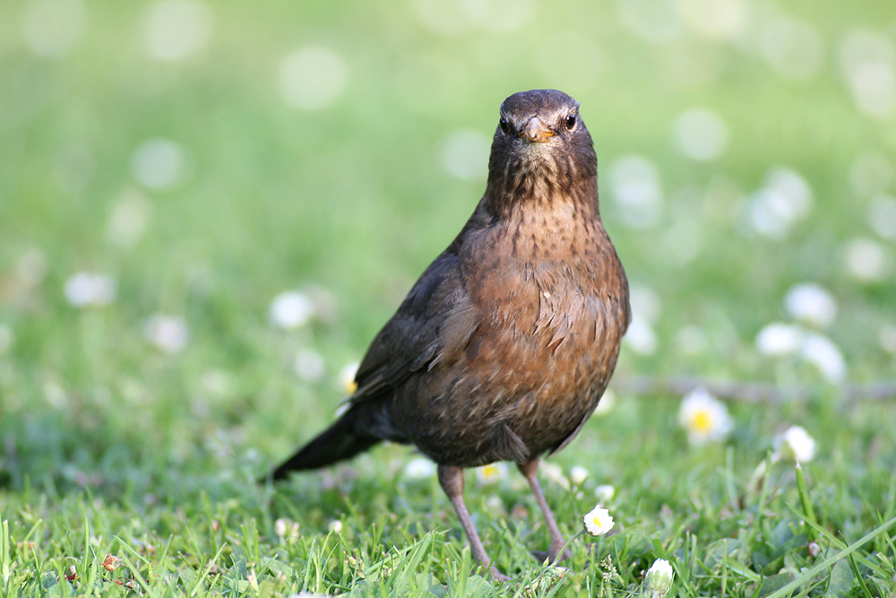 Drossel versucht mich zu hypnotisieren Foto & Bild | tiere, wildlife ...
