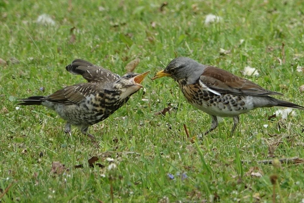 Drosseln Foto & Bild | tier, tiere, singvögel Bilder auf fotocommunity
