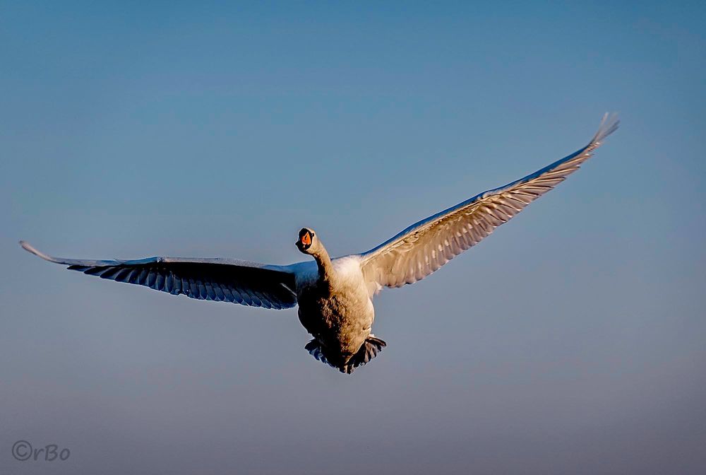 drücken und ducken Foto & Bild | tiere, wildlife, wild lebende vögel ...