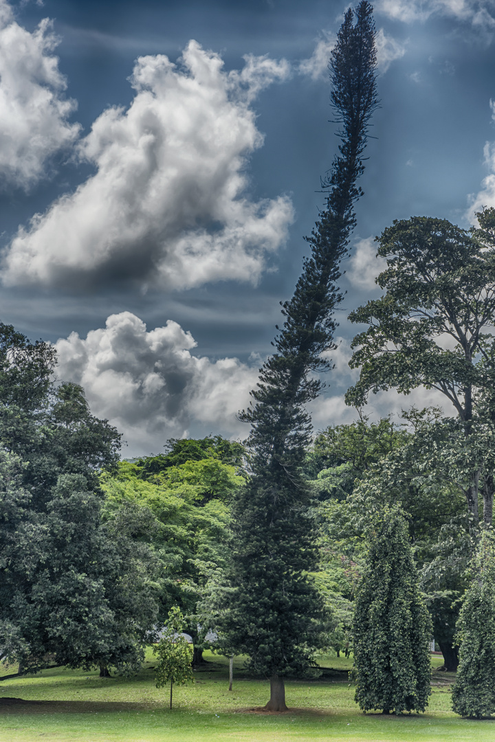 Drunken tree Foto & Bild | bäume, natur, pflanzen Bilder auf fotocommunity
