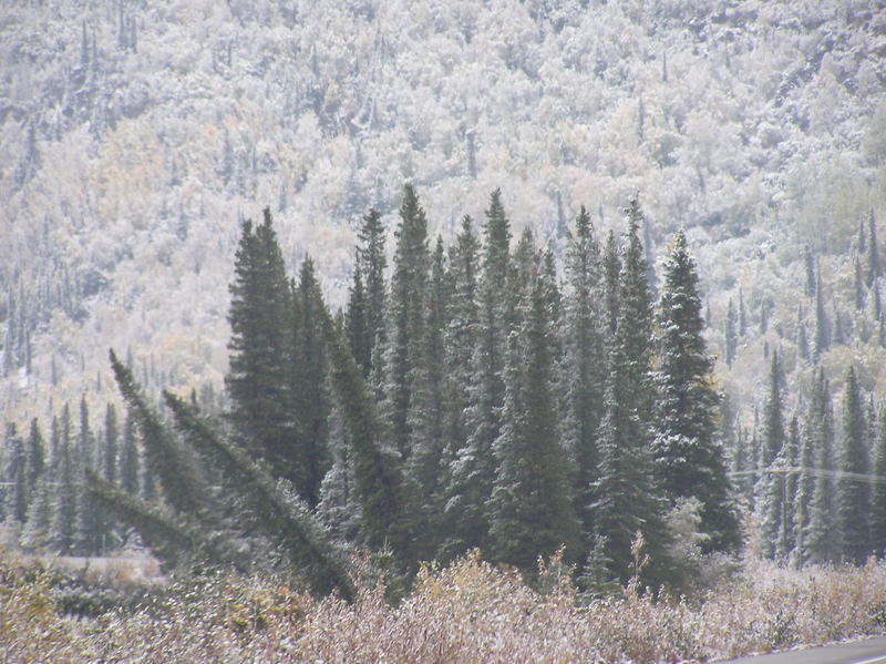 Drunken Trees Foto & Bild | north america, united states, alaska Bilder ...