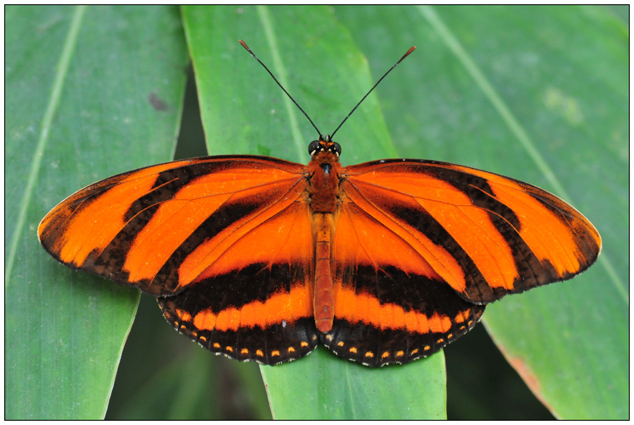 Dryadula phaetusa photo et image | macro nature, macro insectes ...