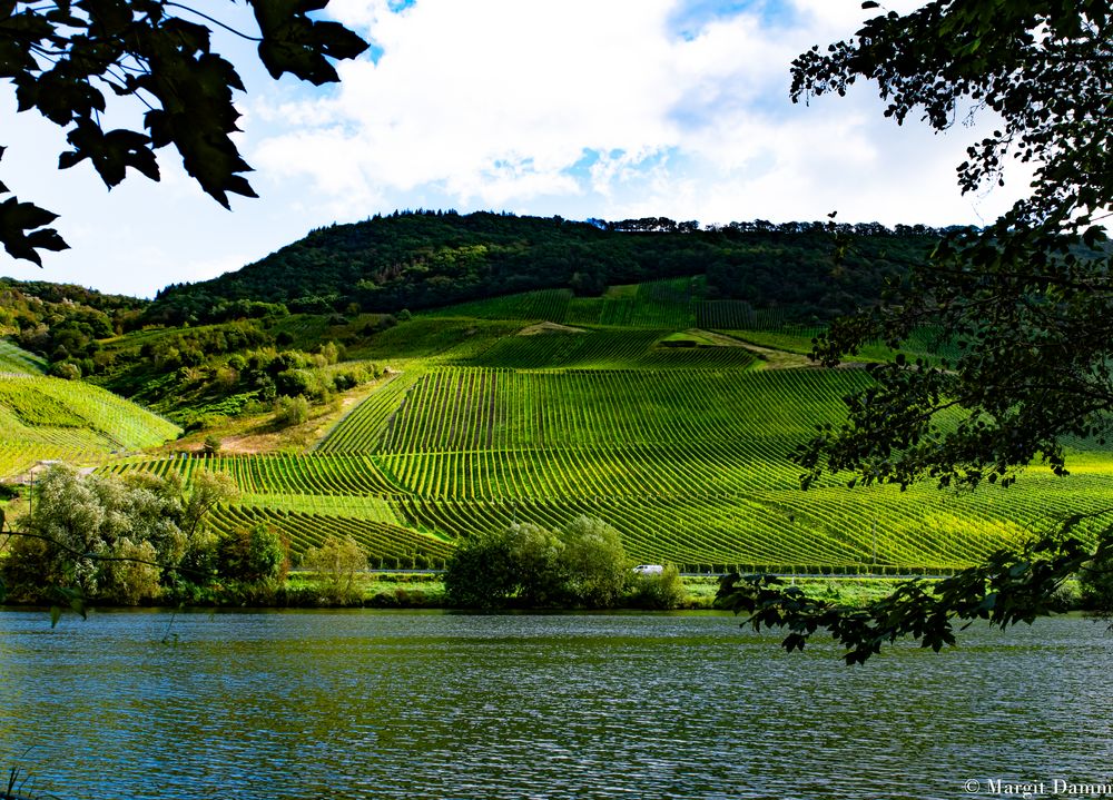 DSC_0116 2 -2 Weinberge Foto & Bild | bäume, himmel, natur Bilder auf ...
