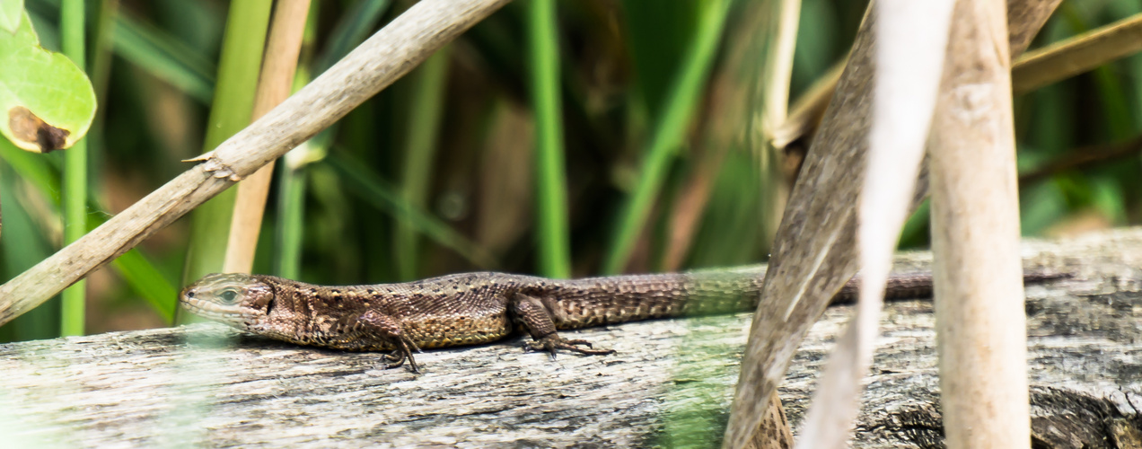 DSC01172Die kleinen Echsen Foto & Bild | natur, tiere Bilder auf ...