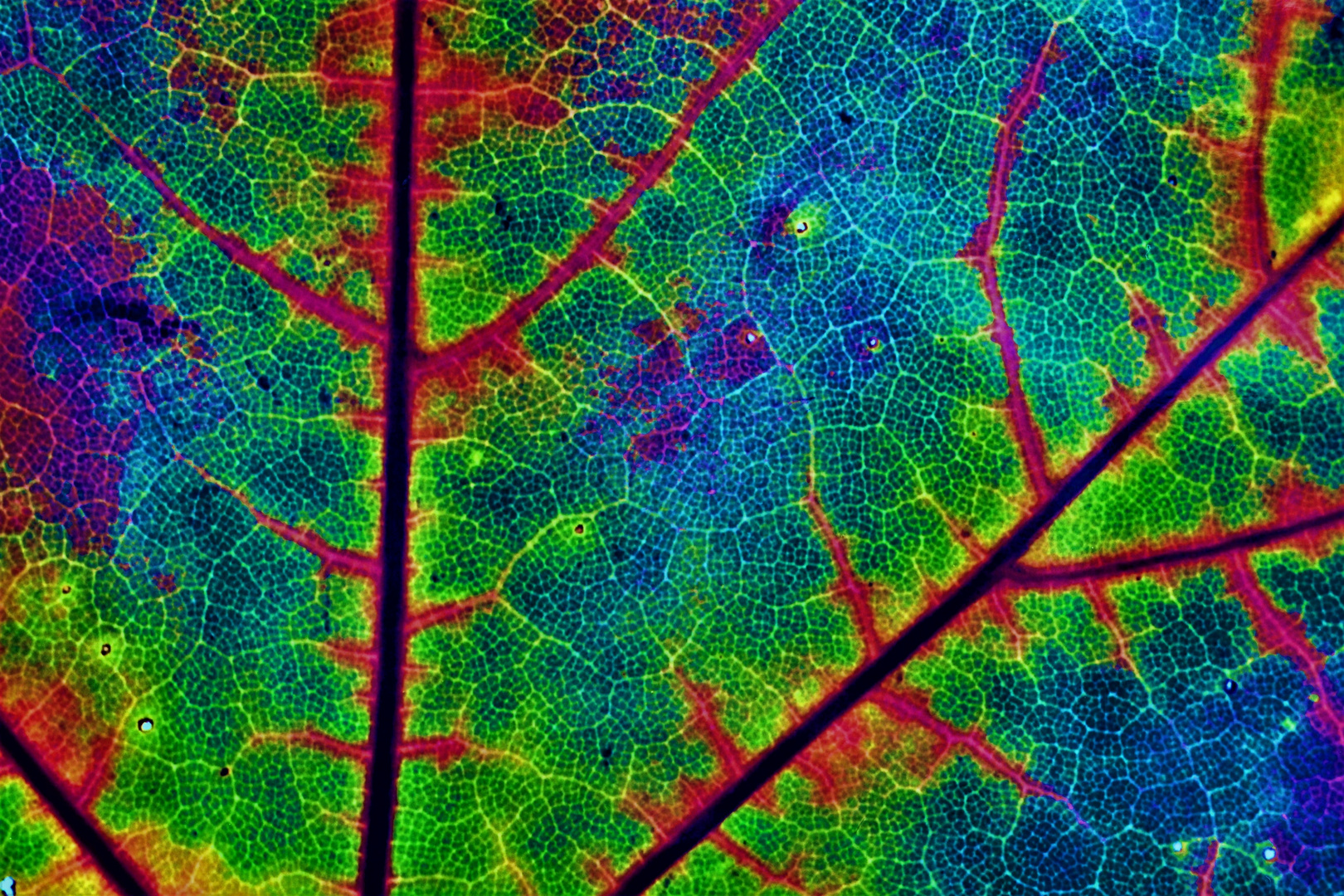 DSC_0347 Herbstblatt Nr.2 Foto & Bild | pflanzen, pilze & flechten, natur-makros, natur-kreativ ...