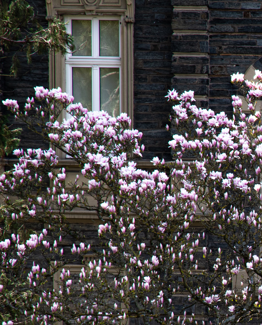 DSC_0382-2 Foto & Bild | pflanzen, pilze & flechten, bäume, jahreszeiten Bilder auf fotocommunity