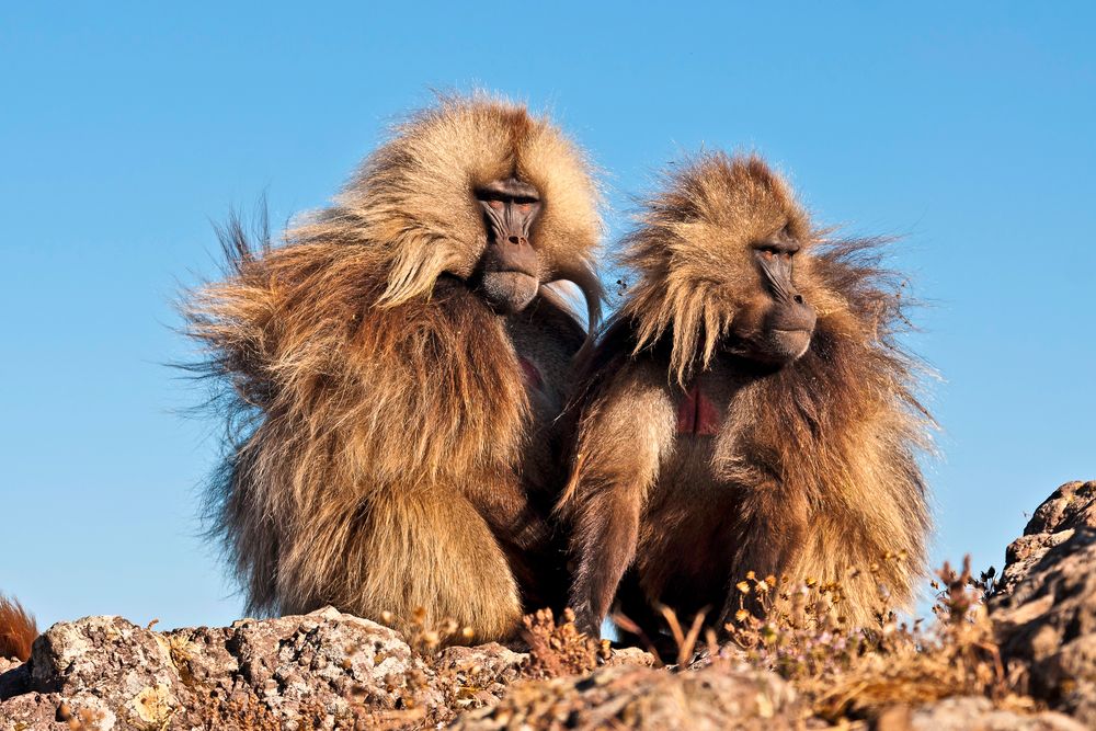 Dschelada oder Blutbrustpavian (Theropithecus gelada) Äthiopien ...