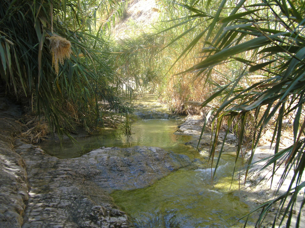 Dschungel in der Oase Engedi in Israel Foto & Bild | landschaft ...