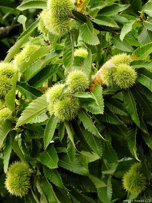 Einzelbäume Bilder & Fotos