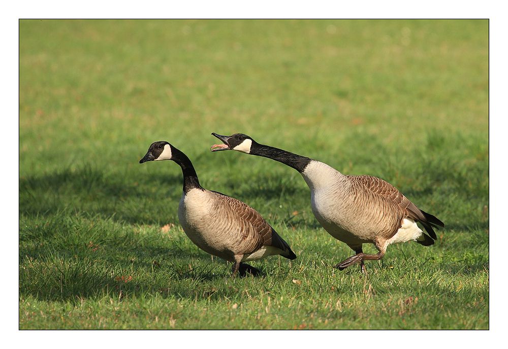 Du blöde Gans Foto & Bild | tiere, wildlife, wild lebende vögel Bilder ...
