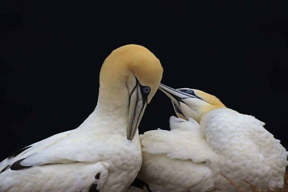 Du hast da noch eine Schuppe..... Foto & Bild | tiere, wildlife, wild ...