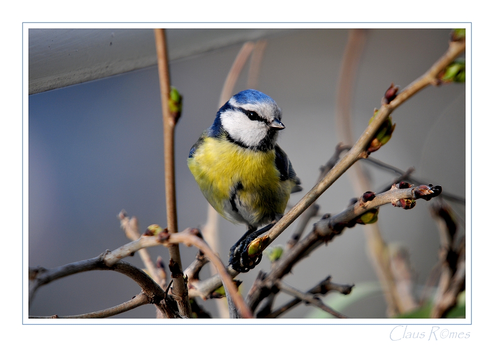 Du hast voll die Meise Foto & Bild | tiere, wildlife, wild lebende ...