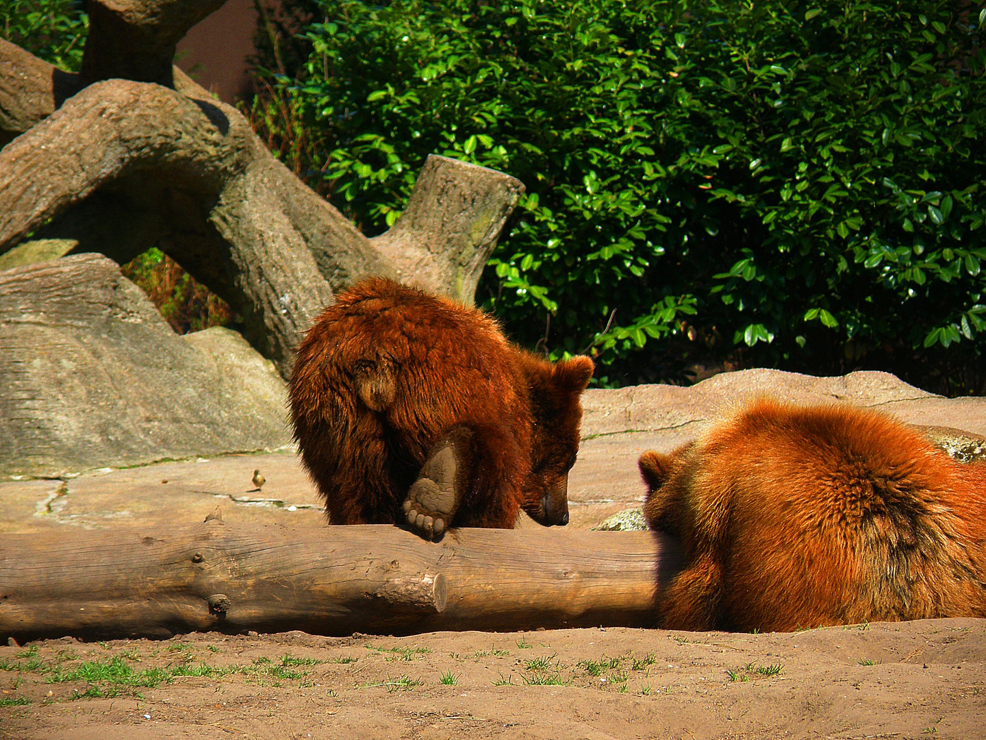 Du kannst mich mal an die Füße fassen ! Foto & Bild | tiere, zoo ...
