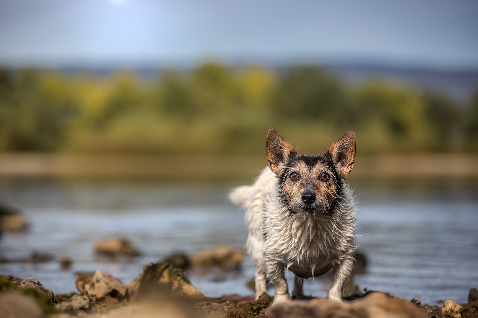 du ... musst ... Foto & Bild | wasser, licht, hund Bilder auf fotocommunity