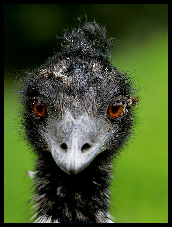 DU WILLST ÄRGER ............. Foto & Bild | tiere, zoo, wildpark ...