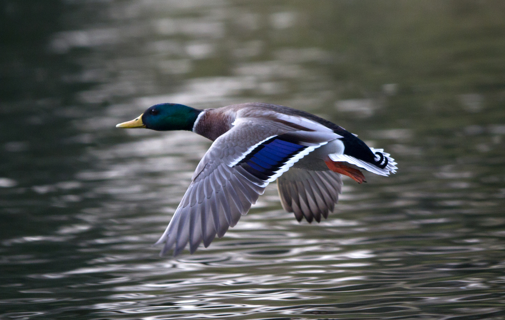 Duck Foto & Bild | tiere, zoo, wildpark & falknerei, vögel Bilder auf ...