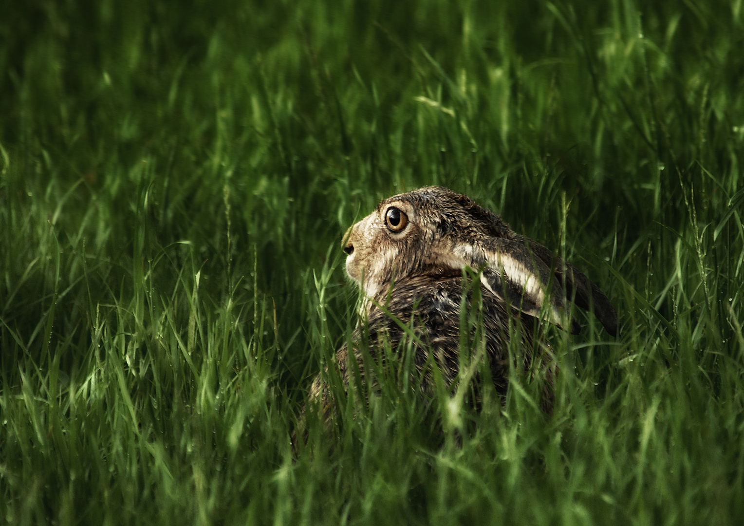 " duck dich " Foto & Bild | spezial, hase, natur Bilder auf fotocommunity