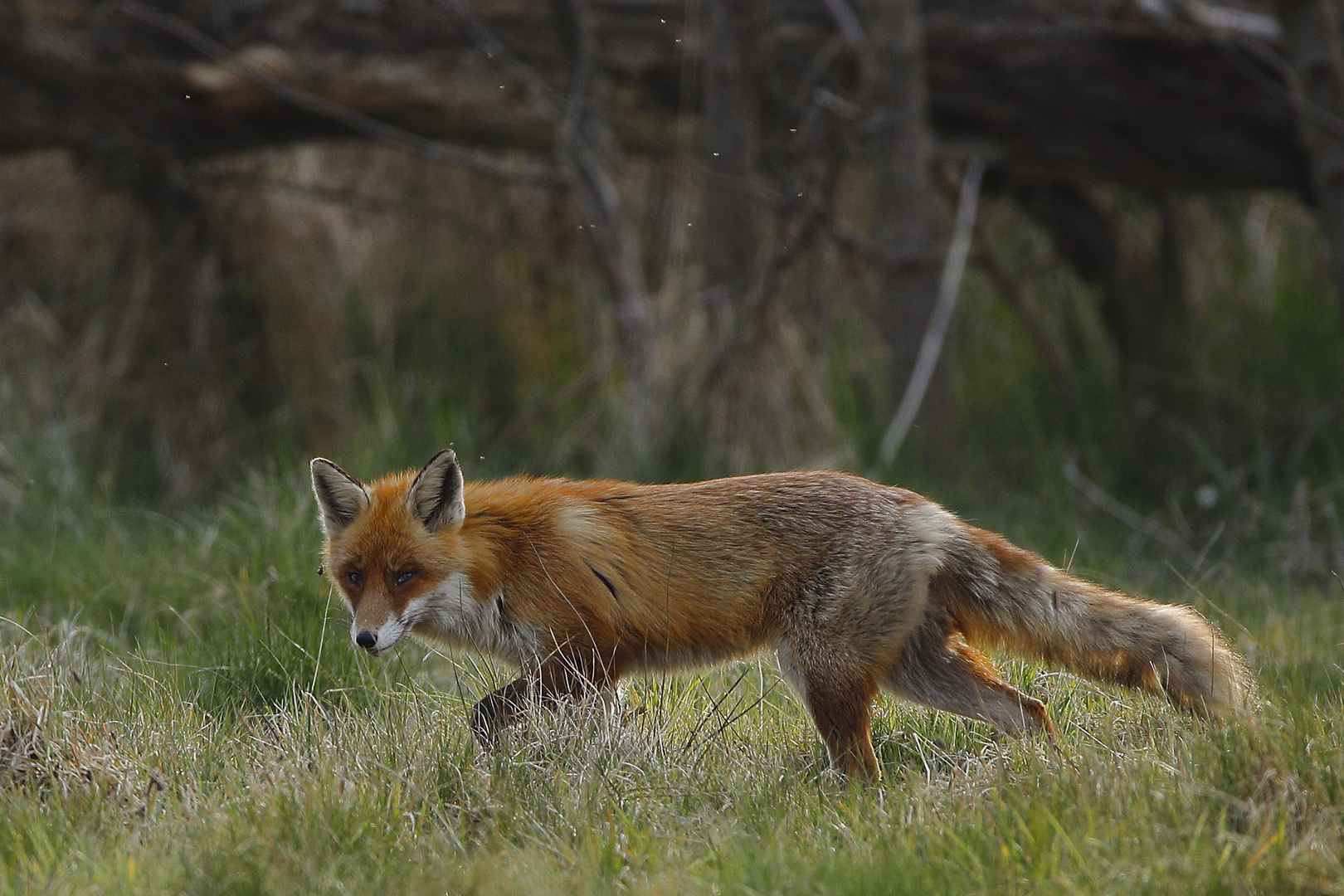 Duck-und wech Foto & Bild | wiese, frühling, natur Bilder auf fotocommunity