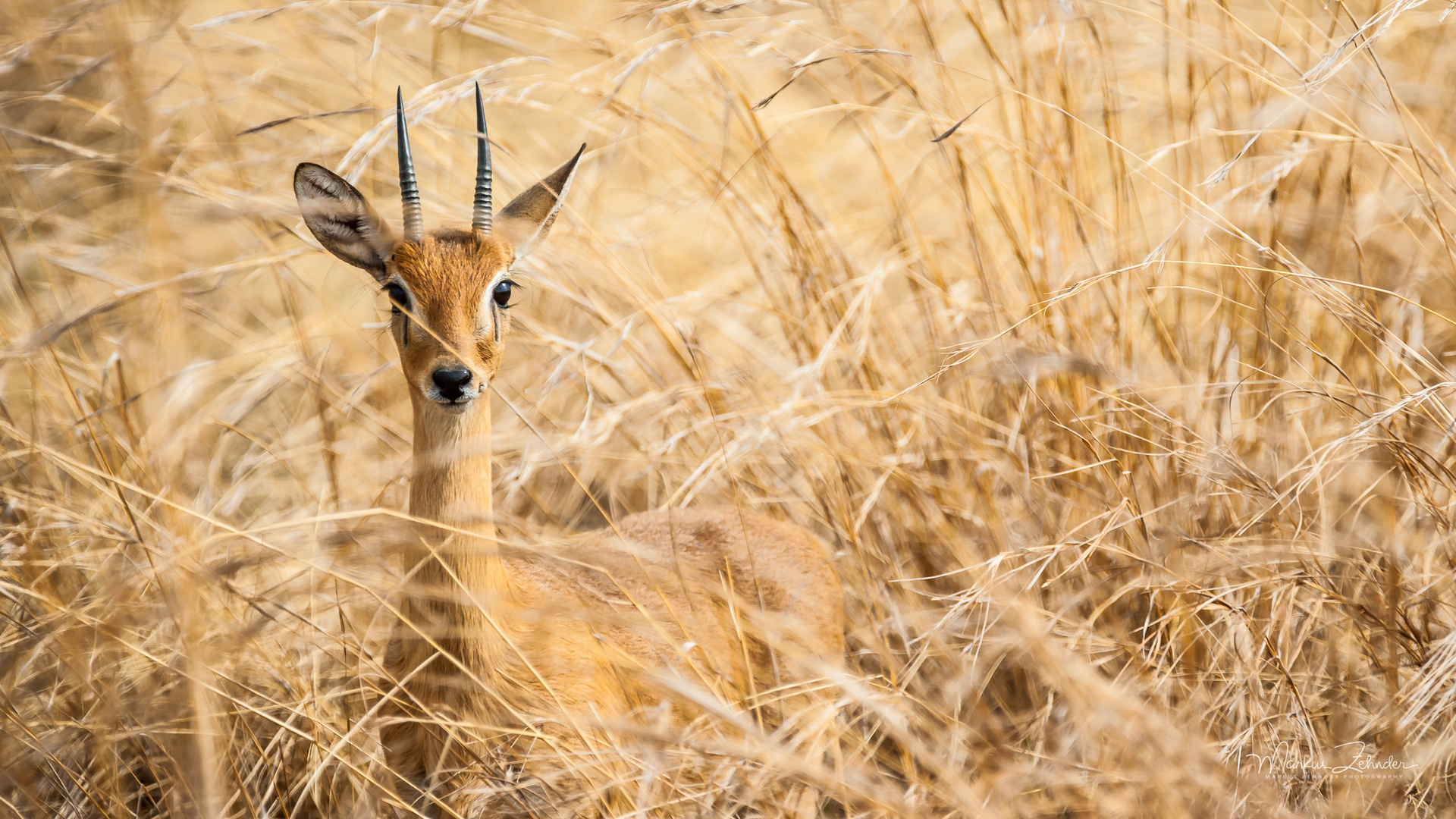 Ducker Foto & Bild | africa, eastern africa, tiere Bilder auf fotocommunity