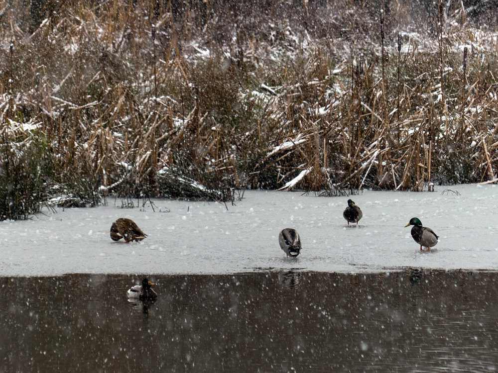 Ducks on Ice Foto & Bild | Bilder auf fotocommunity