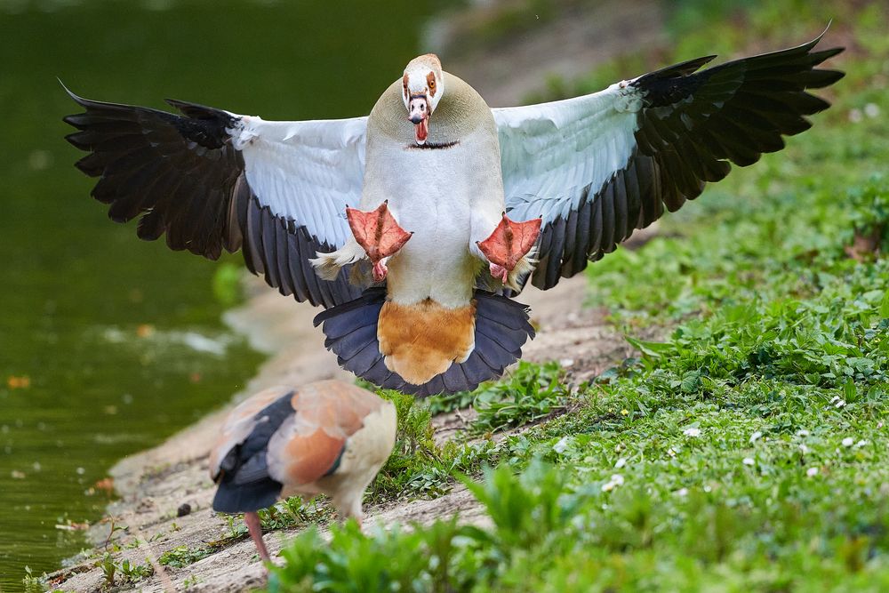 Duell Foto & Bild | tiere, wildlife, wild lebende vögel Bilder auf ...