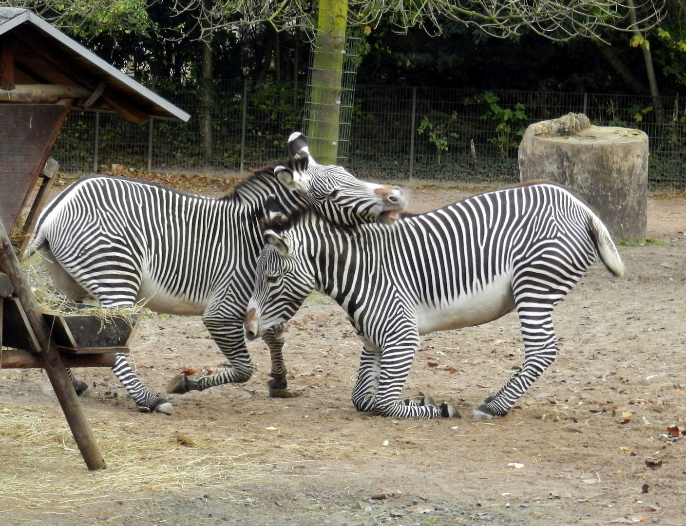 Duell Foto & Bild | tiere, natur Bilder auf fotocommunity