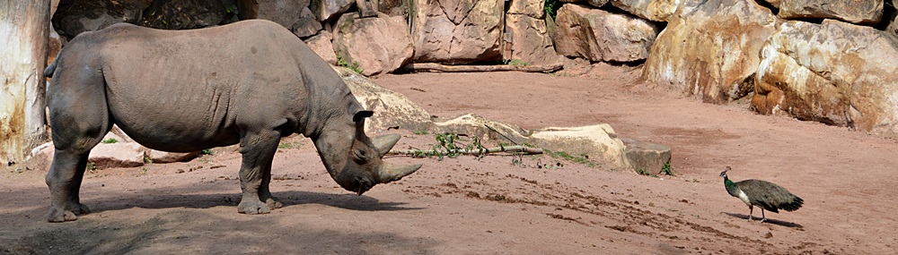 Duell !!!!! Foto & Bild | tiere, jahreszeiten, sommer Bilder auf ...