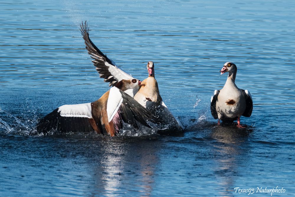 Duell der Nilgänse Foto & Bild | tiere, wildlife, wild lebende vögel ...