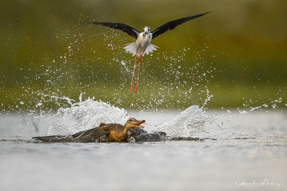 Duell Foto & Bild | tiere, wildlife, wild lebende vögel Bilder auf ...
