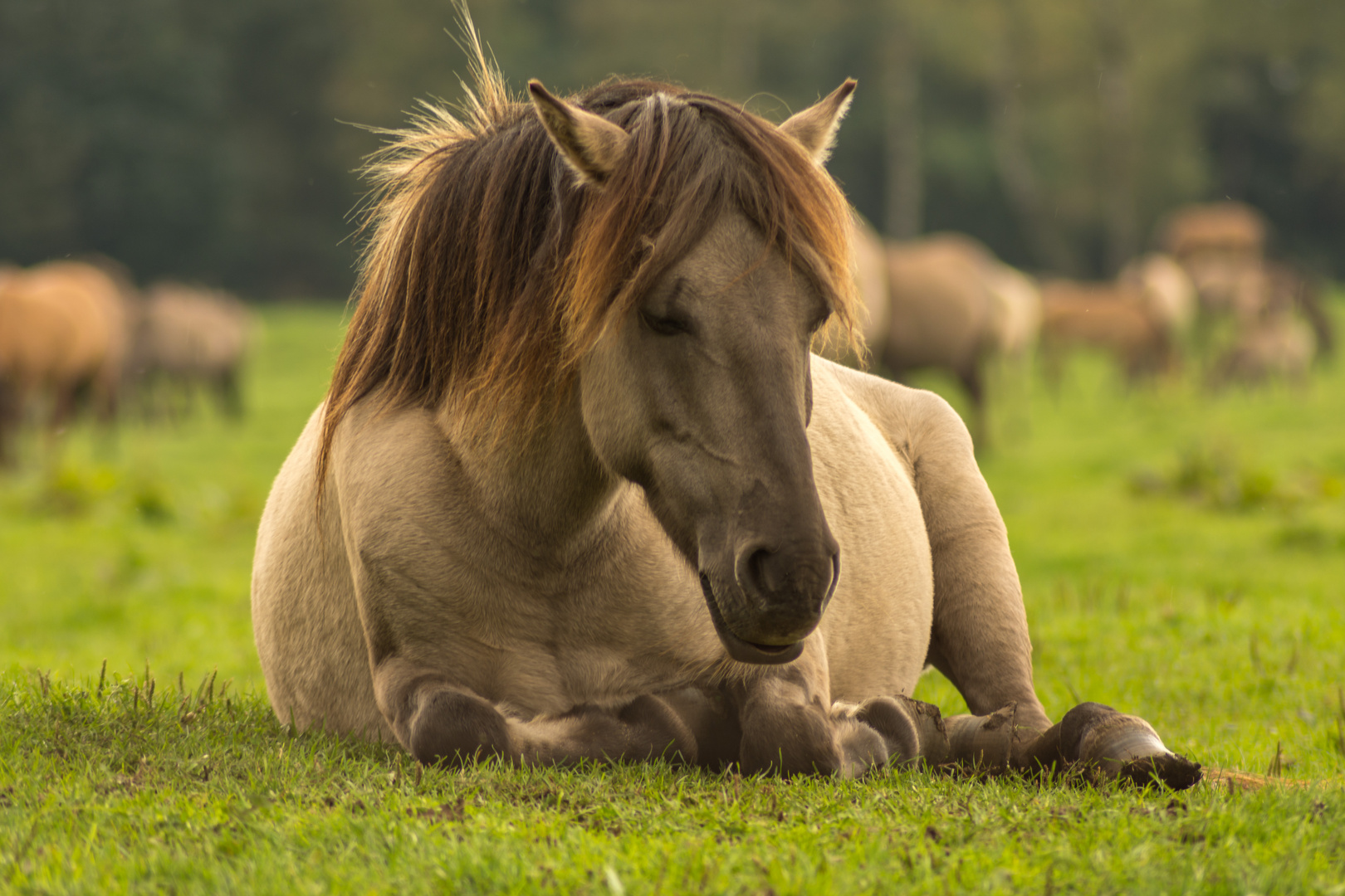 Dülmener Wildpferd Foto & Bild | tiere, wildlife, wildlife: sonstige ...