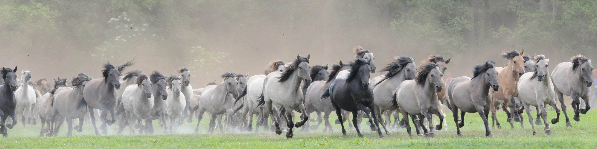 Dülmener Wildpferde Foto & Bild | tiere, haustiere, pferde, esel ...