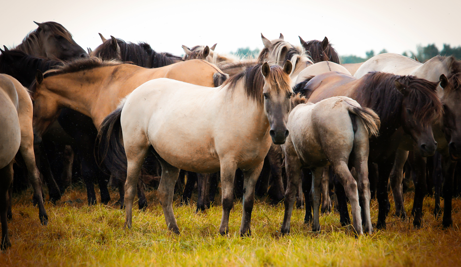 Dülmener Wildpferde Foto & Bild | natur, pferde, tier Bilder auf ...