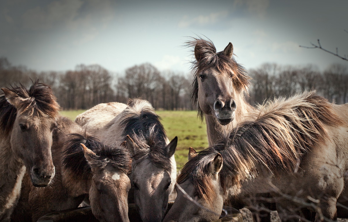 Dülmener Wildpferde Foto & Bild | tiere, natur Bilder auf fotocommunity