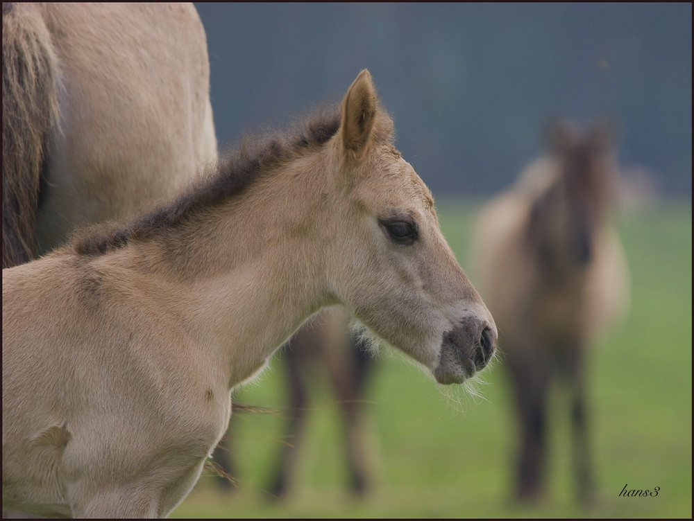 Dülmener Wildpferde-Fohlen Foto & Bild | tiere, tierkinder, natur ...