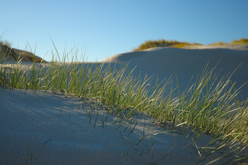 Dünengras Foto & Bild | deutschland, europe, schleswig- holstein Bilder ...
