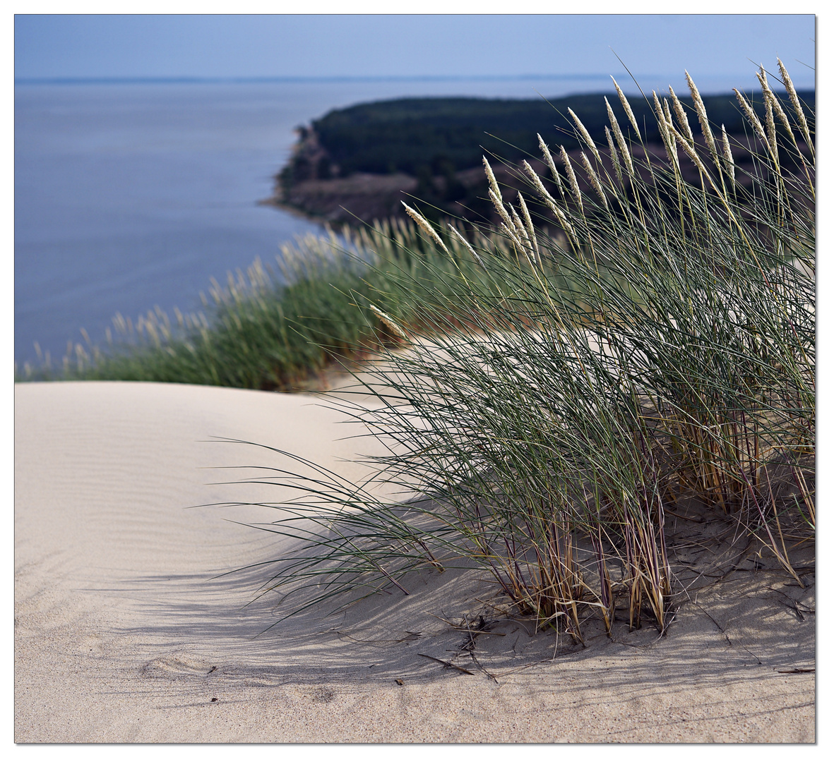 Dünengras Foto & Bild | nikon, ostsee, natur Bilder auf fotocommunity