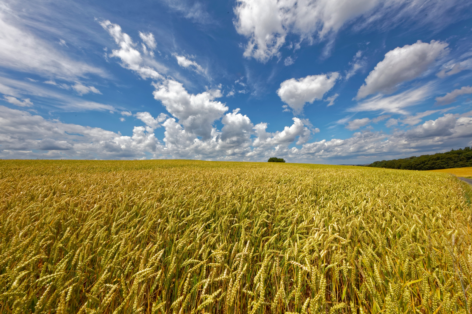 Düngenheim Feld vor der Ernte Foto & Bild | world, natur, landschaft ...