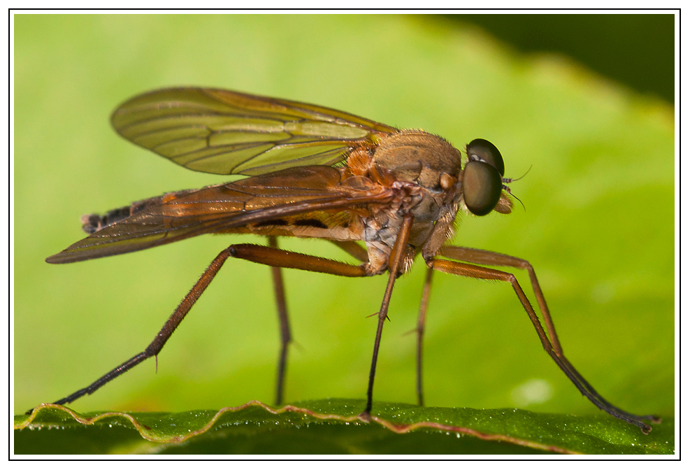 dünne Fliege Foto & Bild | tiere, wildlife, insekten Bilder auf ...