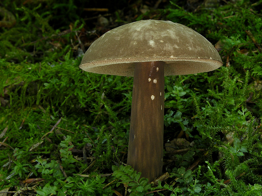 Düsterer Röhrling (Porphyrellus porphyrosporus) Foto & Bild | pflanzen ...